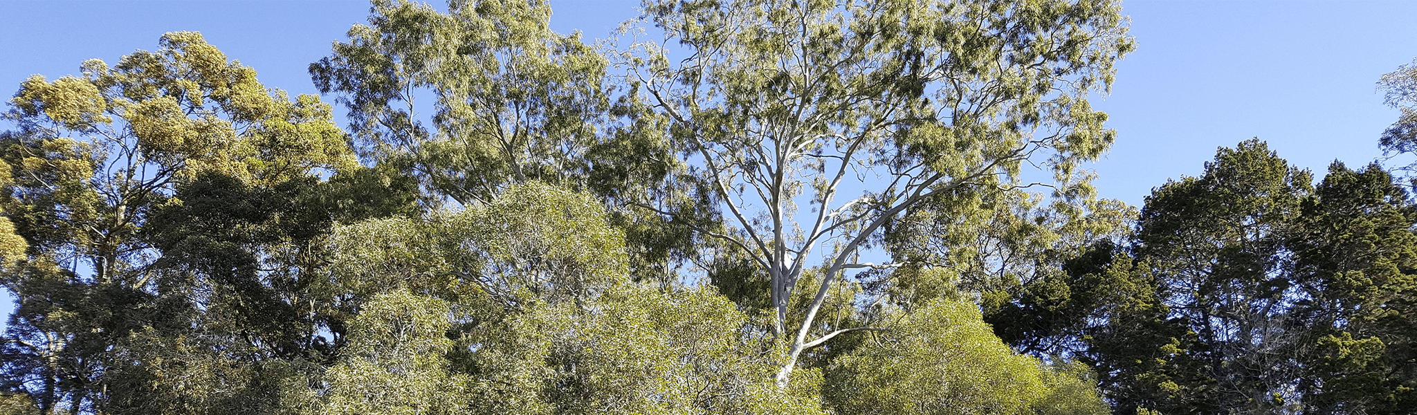 Musgrave Hill State School